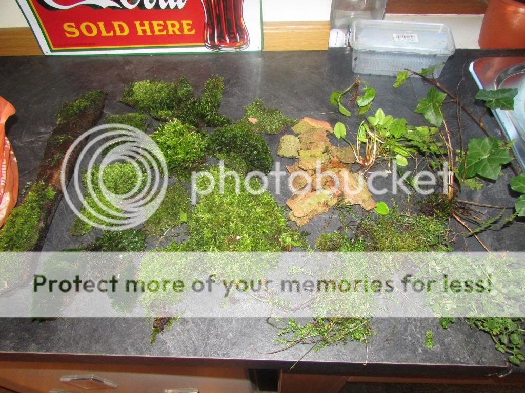 Foraging Adventures.. | Reptile Forums