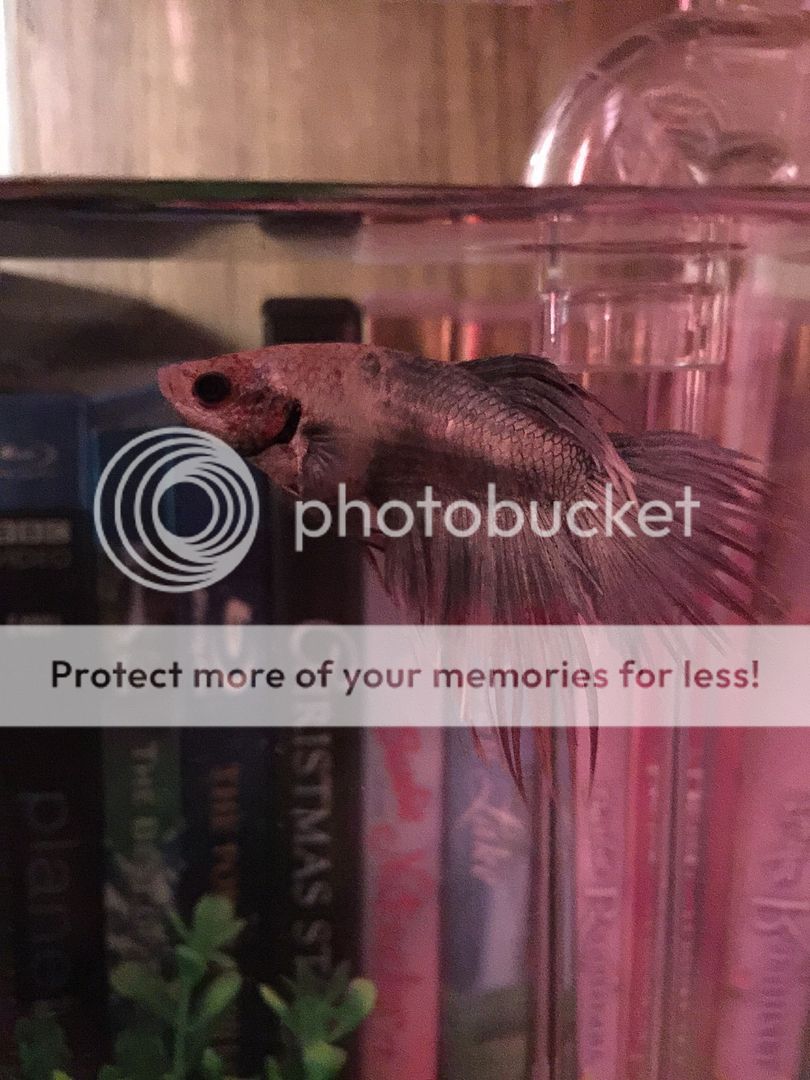 Fat Betta | Betta Fish Forum