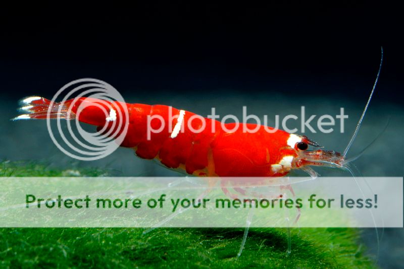 LF: Super Crystal Red Shrimp | British Columbia Aquarium Forums